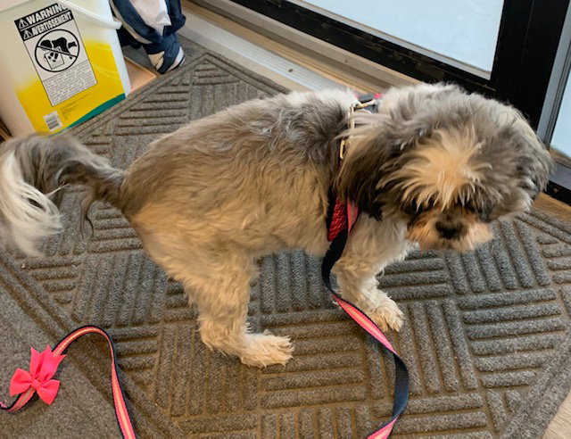 Dog for Adoption - Bella-Ruse, a Shih Tzu in Nyack, NY | Alpha Paw