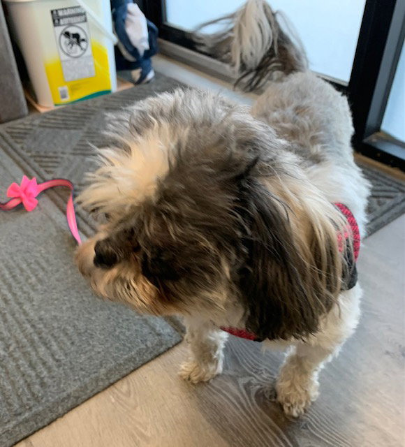Dog for Adoption - Bella-Ruse, a Shih Tzu in Nyack, NY | Alpha Paw