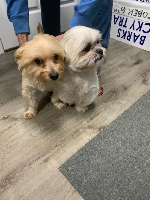 Dog for Adoption - Gubby and Bo, a Shih Tzu in Mount Vernon, NY | Alpha Paw
