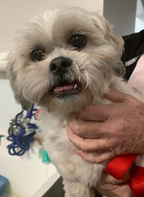 Dog for Adoption - Gubby and Bo, a Shih Tzu in Mount Vernon, NY | Alpha Paw