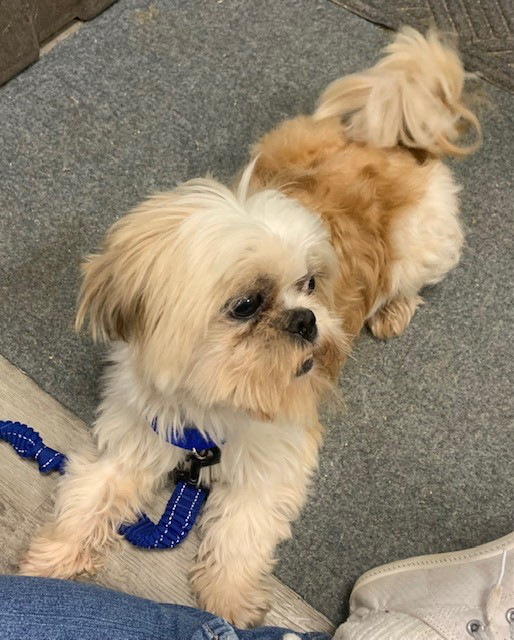 Dog for Adoption - Bongo, a Shih Tzu in Manhattan, NY | Alpha Paw