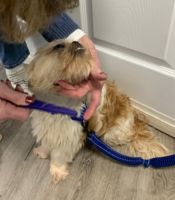 Dog for Adoption - Bongo, a Shih Tzu in Plainsboro Center, NJ | Alpha Paw