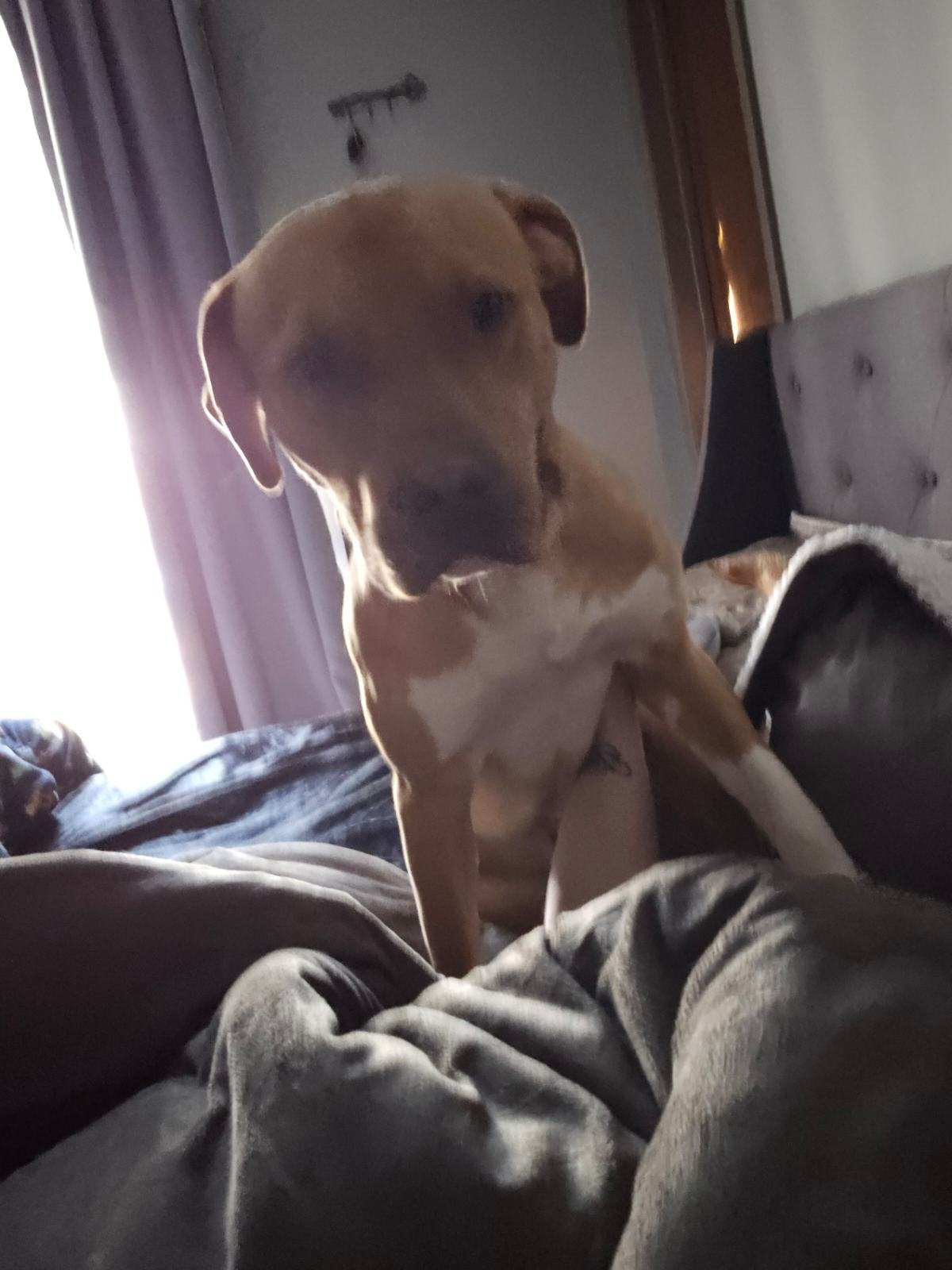 Dog for Adoption - Milo, a Terrier in Piscataway, NJ | Alpha Paw