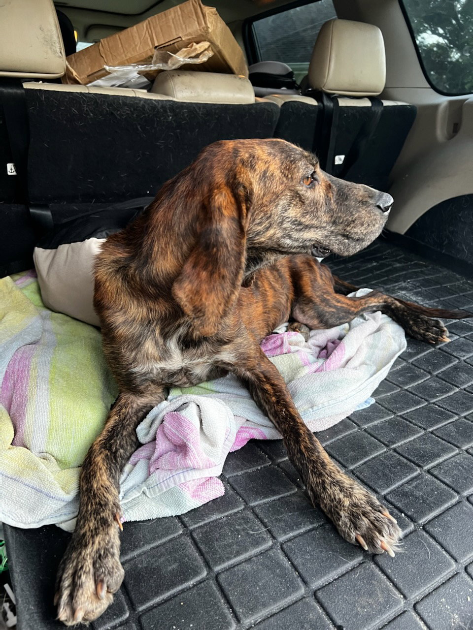 Dog for Adoption - Laney Lou, a Catahoula Leopard Dog in New Orleans ...