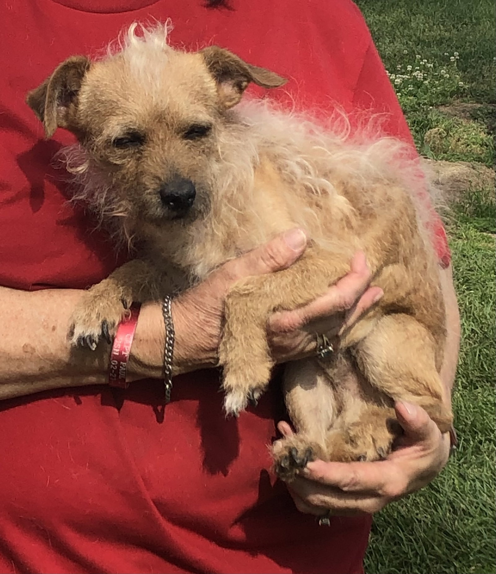 Dog for Adoption - Scruffy, a Cairn Terrier in Franklinton, LA | Alpha Paw