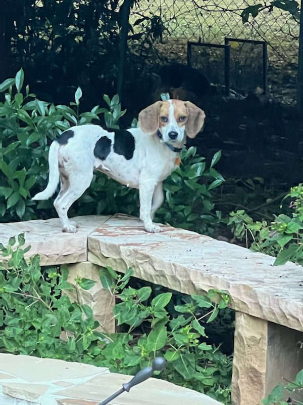 Dog for Adoption - Annie 2022, a Beagle in Atlanta, GA | Alpha Paw