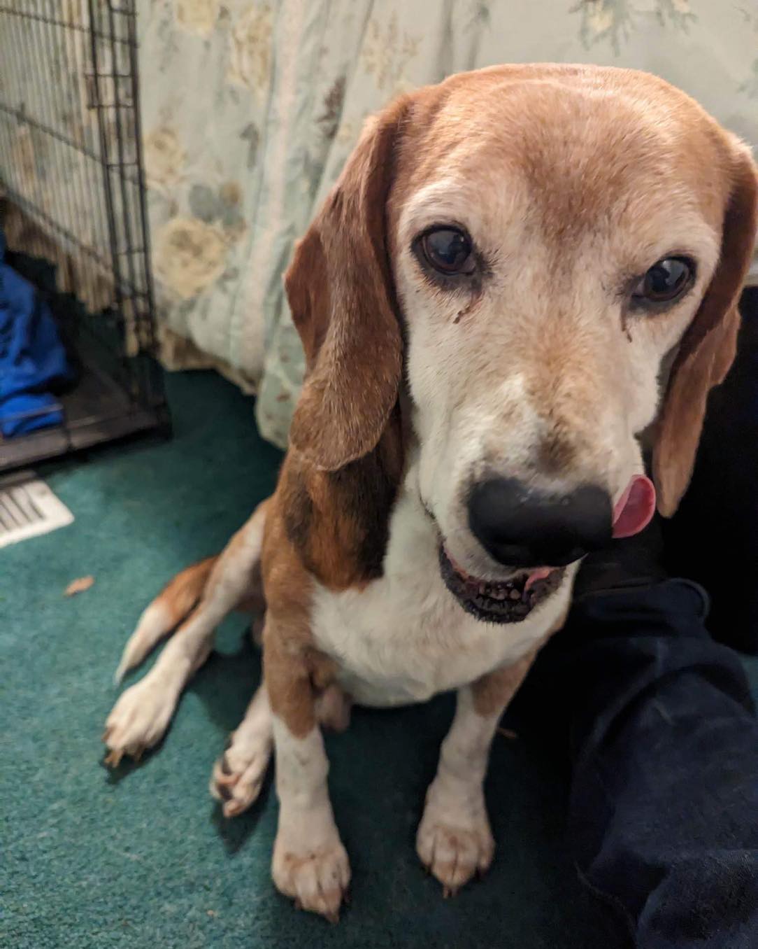 Dog for Adoption - Asher, a Beagle in Experiment, GA | Alpha Paw