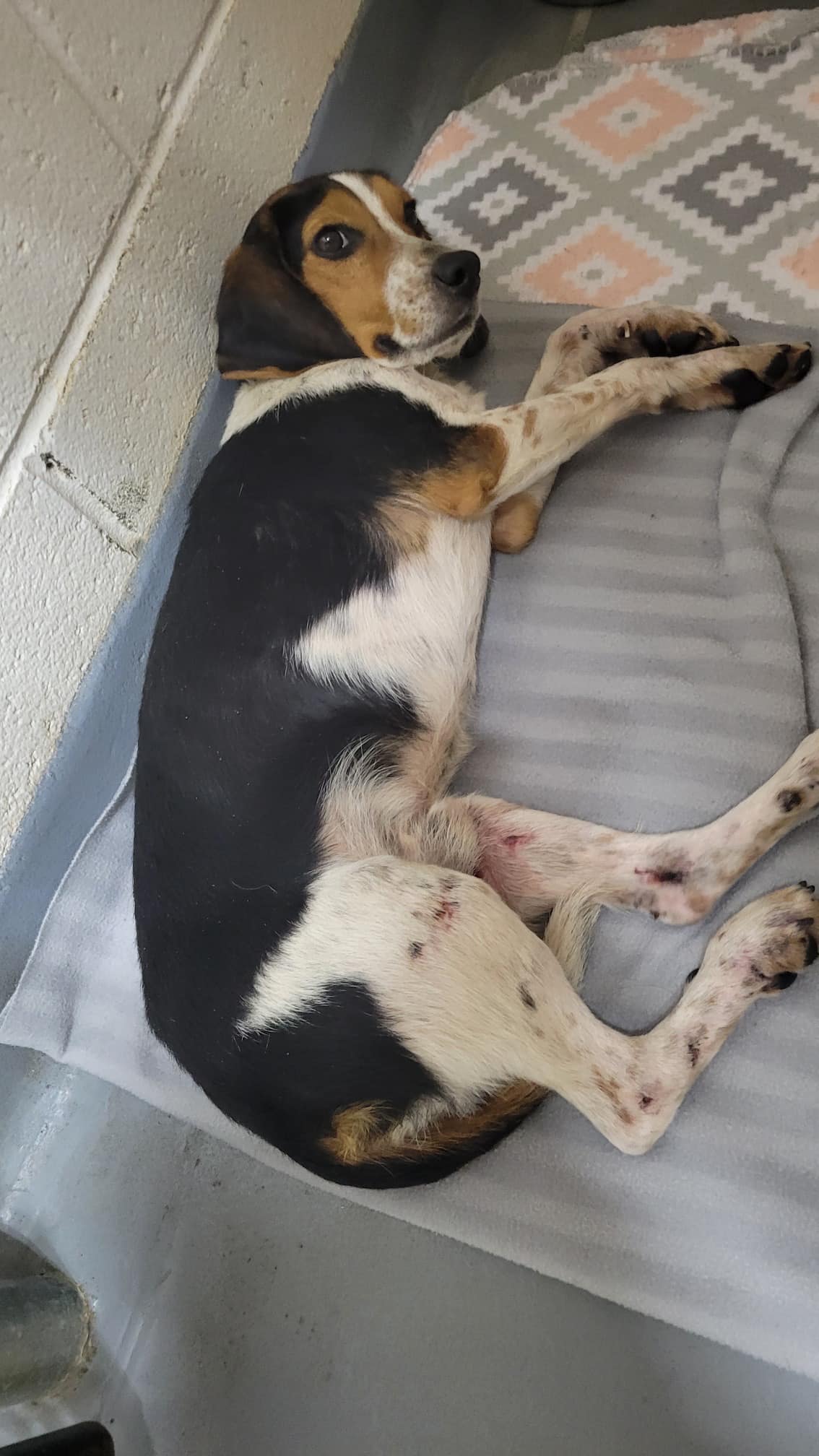 Dog for Adoption - Travis, a Beagle in Sugar Hill, GA | Alpha Paw