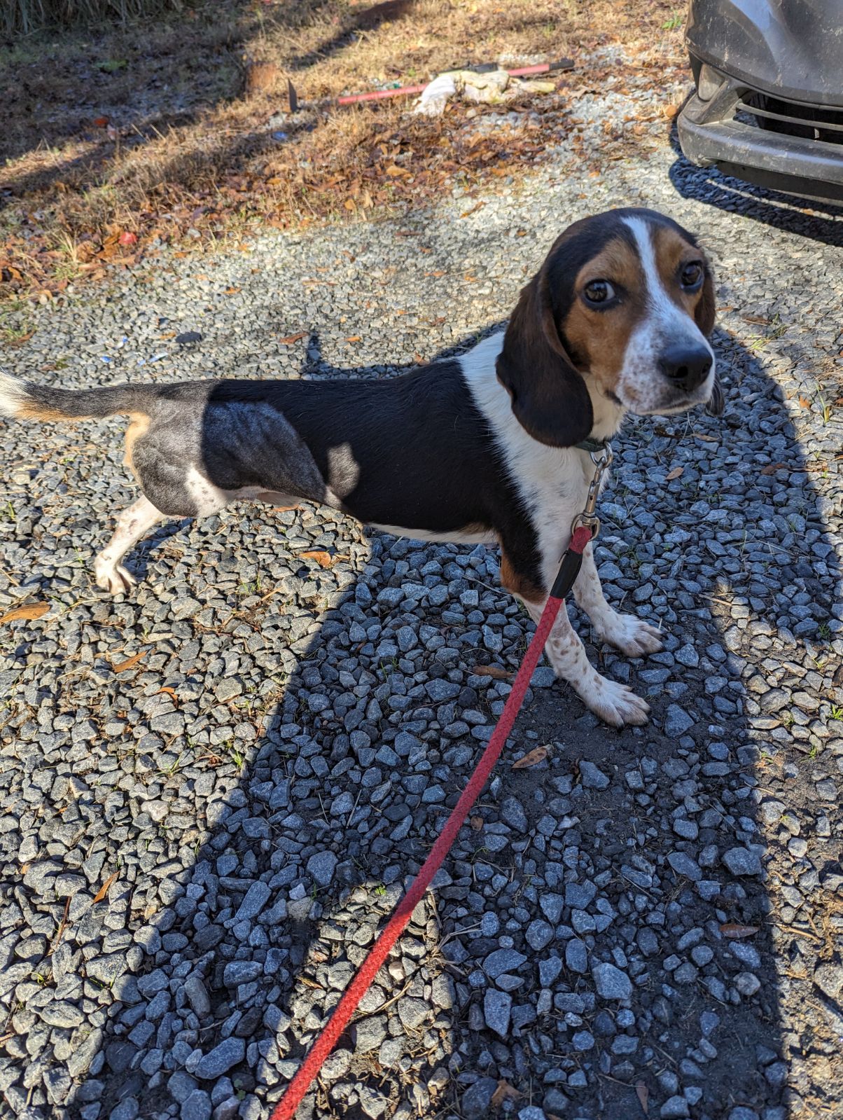 Dog for Adoption - Travis, a Beagle in Sugar Hill, GA | Alpha Paw