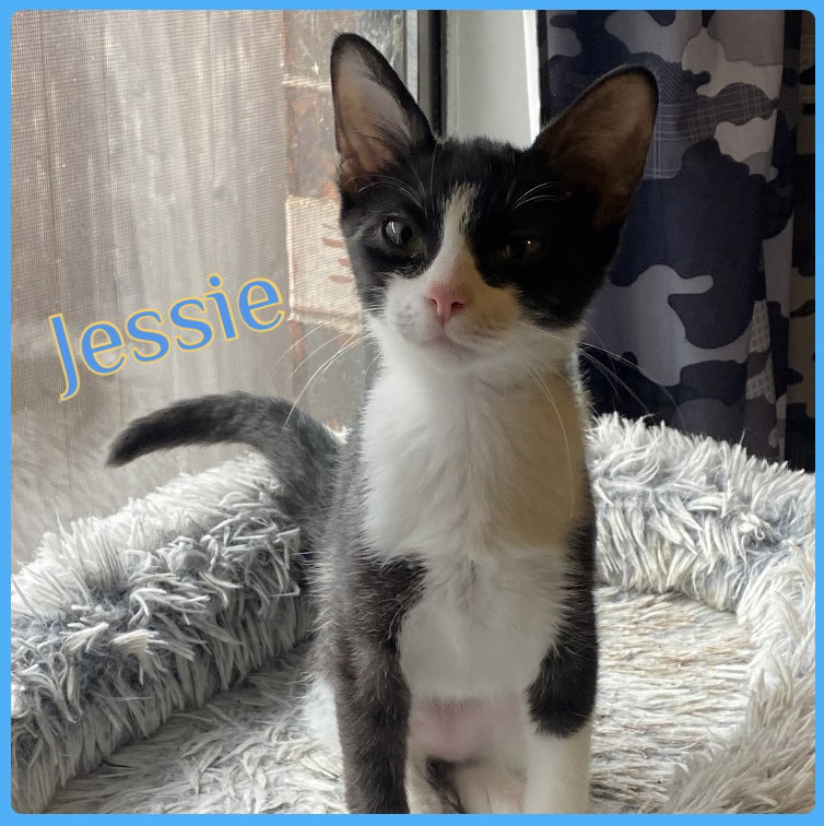 Cat adoption in Lawton, OK 73505: Tabby (short coat) Cat "JESSIE"