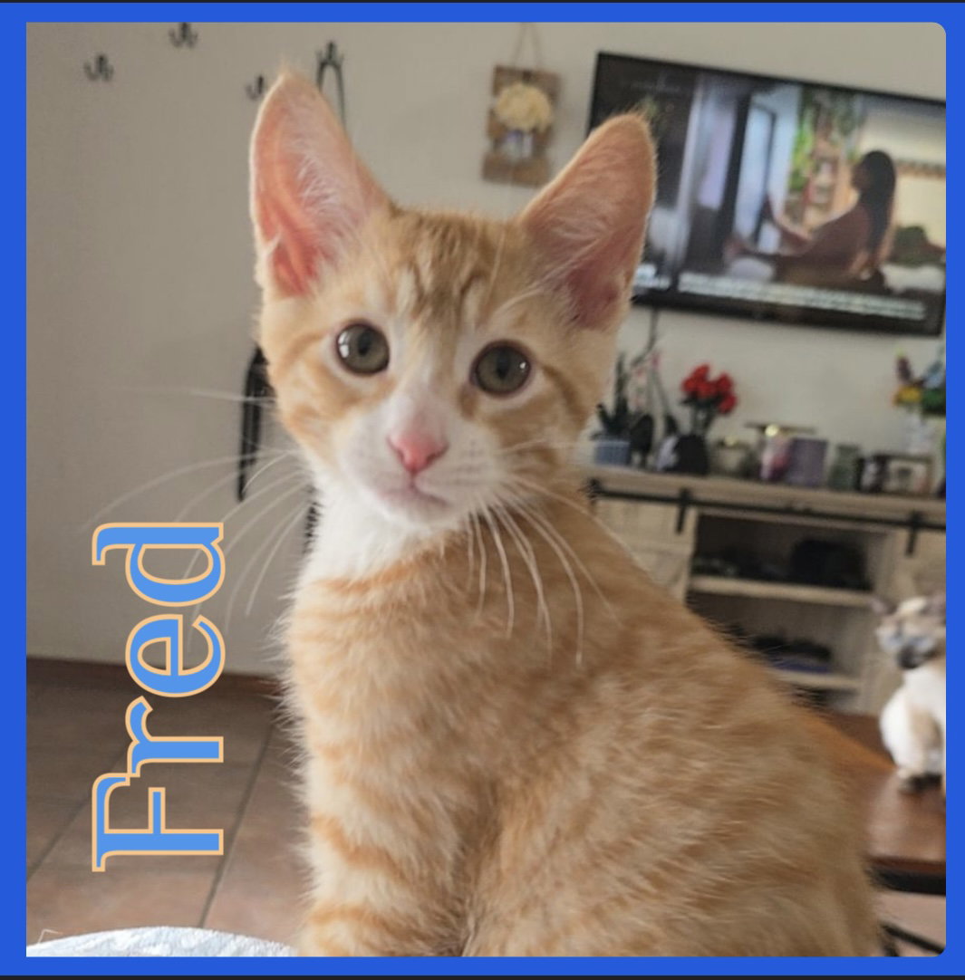 Cat adoption in Lawton, OK 73505: Tabby (short coat) Cat "FRED"
