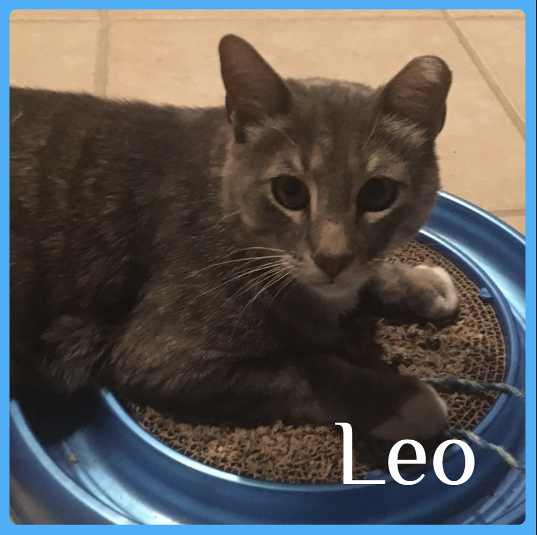 Cat adoption in Lawton, OK 73505: Tabby (short coat) Cat "LEO"
