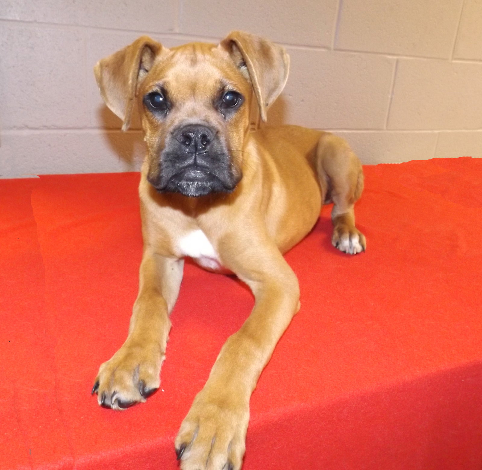 Dog for Adoption - Gunner - Foster Care, a Boxer in Jonestown, MS ...