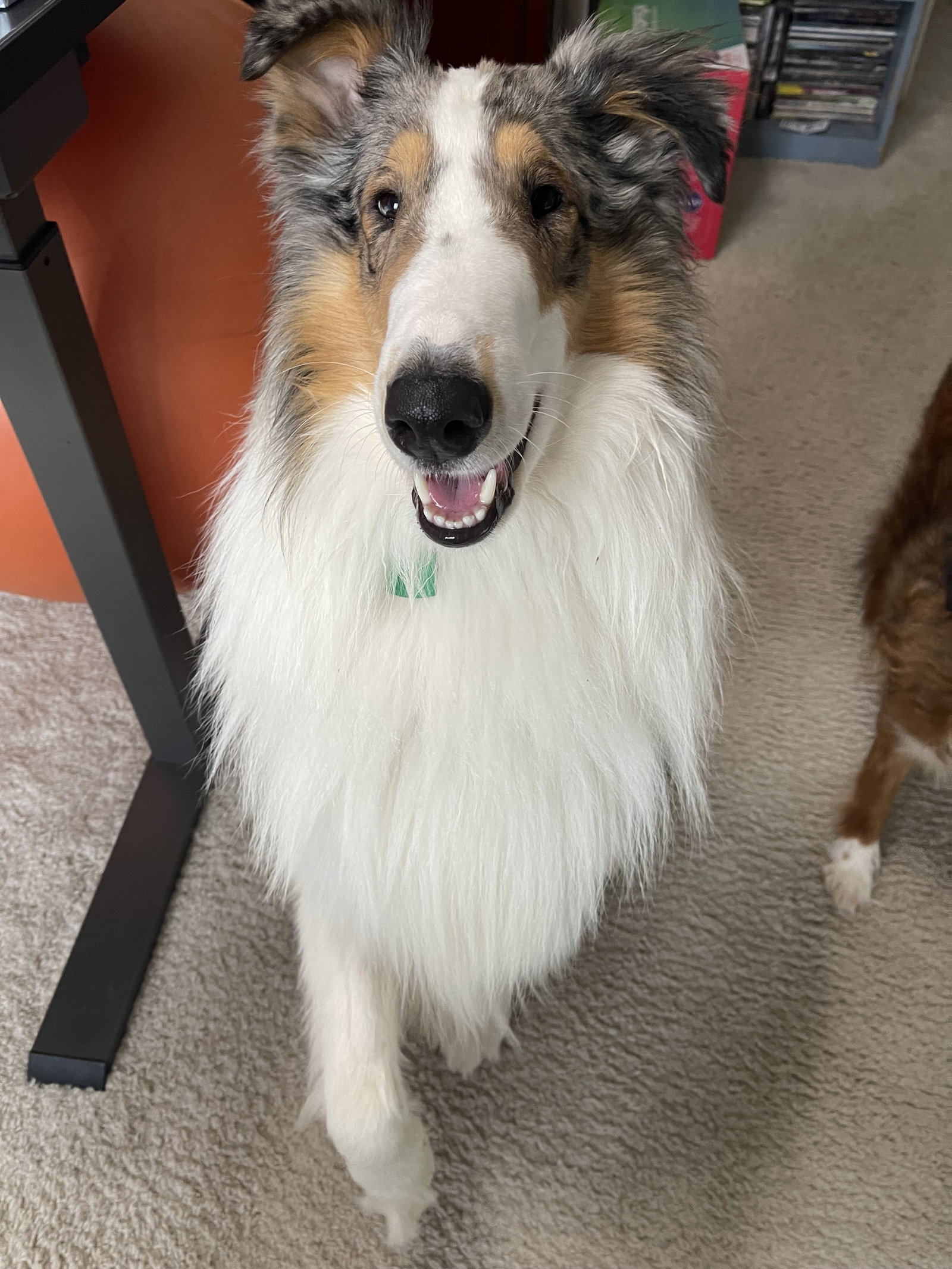 Dog for Adoption - Henry, a Collie in Prince Georges County, MD | Alpha Paw