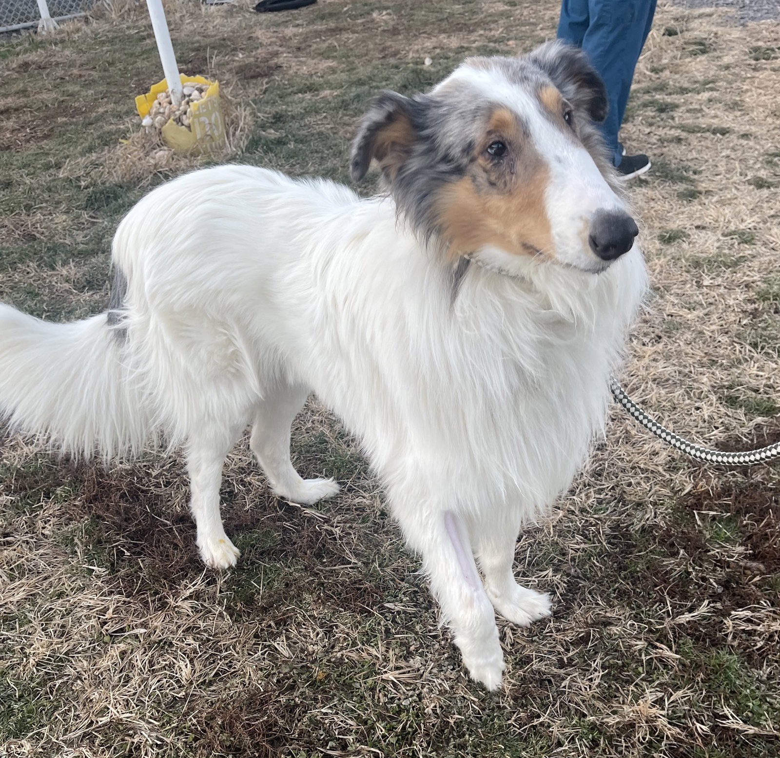 Dog for Adoption - Henry, a Collie in Prince Georges County, MD | Alpha Paw