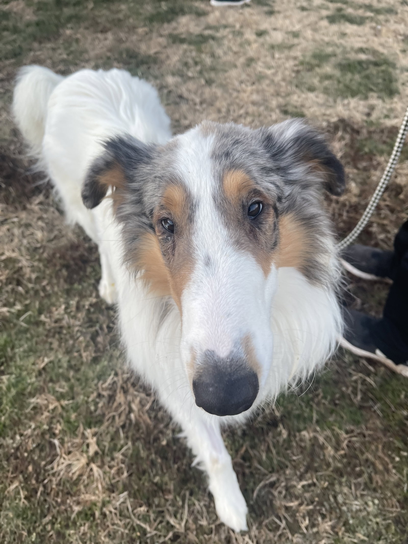 Dog for Adoption - Henry, a Collie in Prince Georges County, MD | Alpha Paw