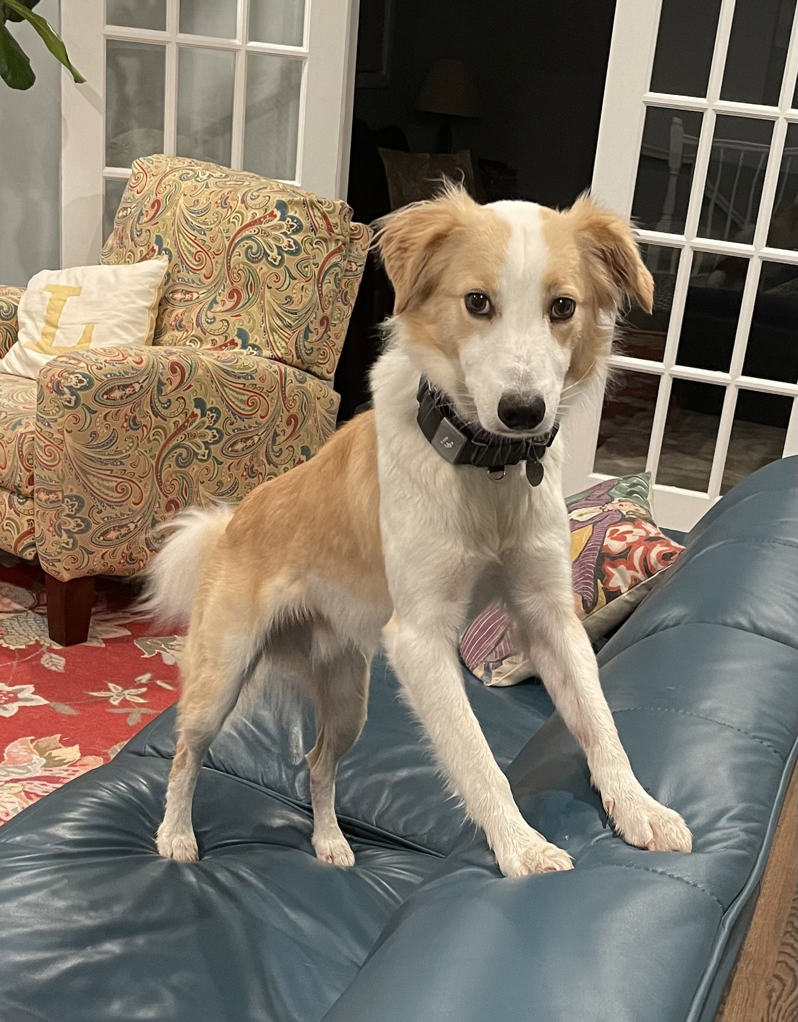 Dog adoption in Chantilly, VA 20153: Shetland Sheepdog Sheltie / Mixed ...