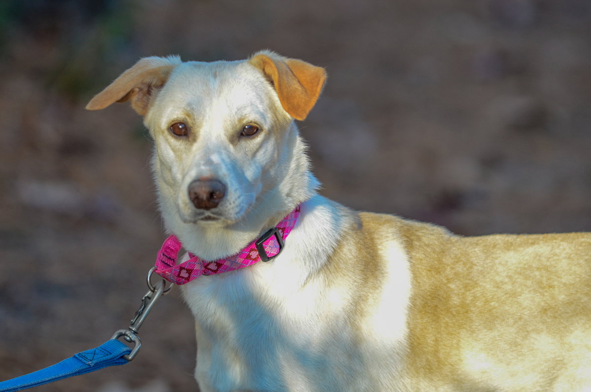 Dog for Adoption - Maite-pending, a Labrador Retriever in Allentown, NJ ...