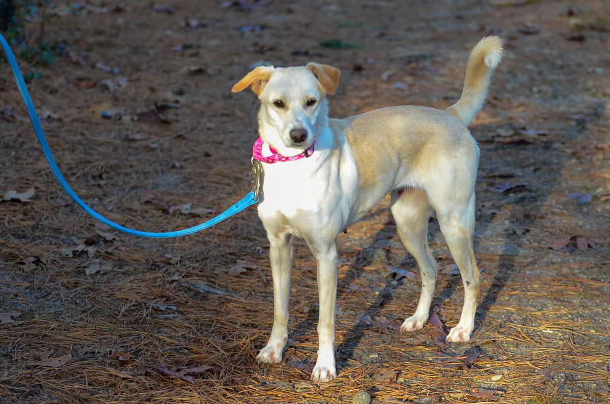 Dog for Adoption - Maite-pending, a Labrador Retriever in Allentown, NJ ...