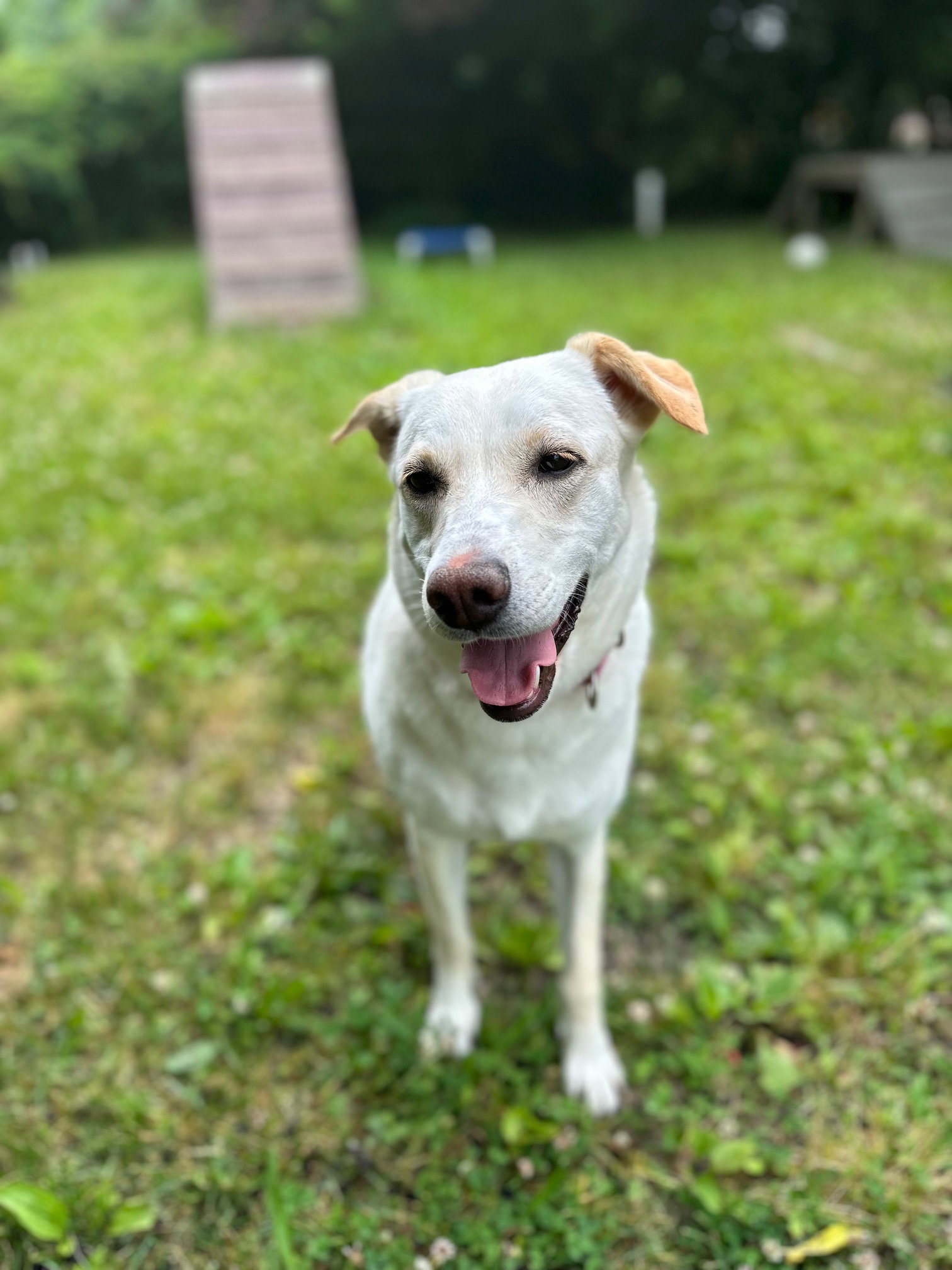 Dog for Adoption - Maite-pending, a Labrador Retriever in Allentown, NJ ...