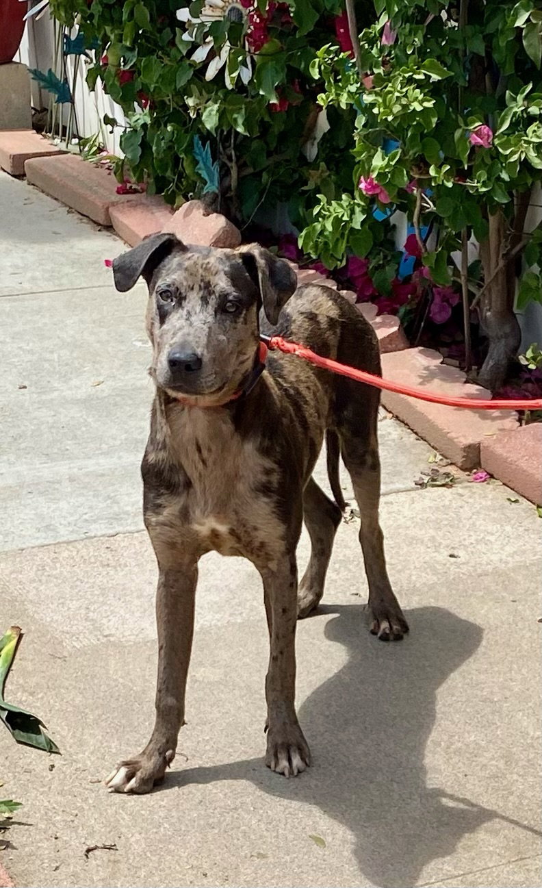 Dog for Adoption - Kumba, a Catahoula Leopard Dog in Menifee, CA ...
