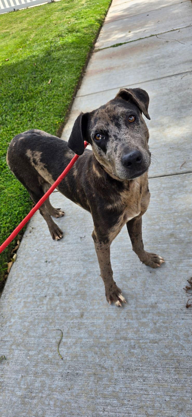 Dog for Adoption - Kumba, a Catahoula Leopard Dog in San Bernardino, CA ...