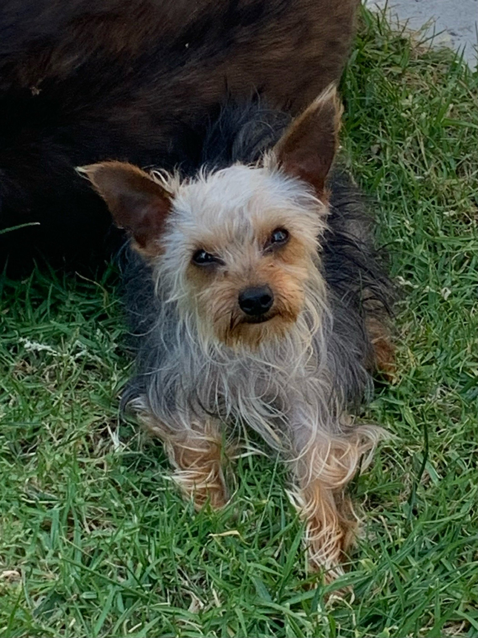 Dog for Adoption - Britney, a Yorkshire Terrier Yorkie in Orange County ...