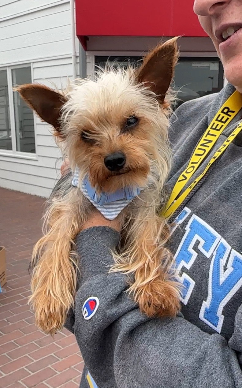 Dog for Adoption - Britney, a Yorkshire Terrier Yorkie in Orange County ...