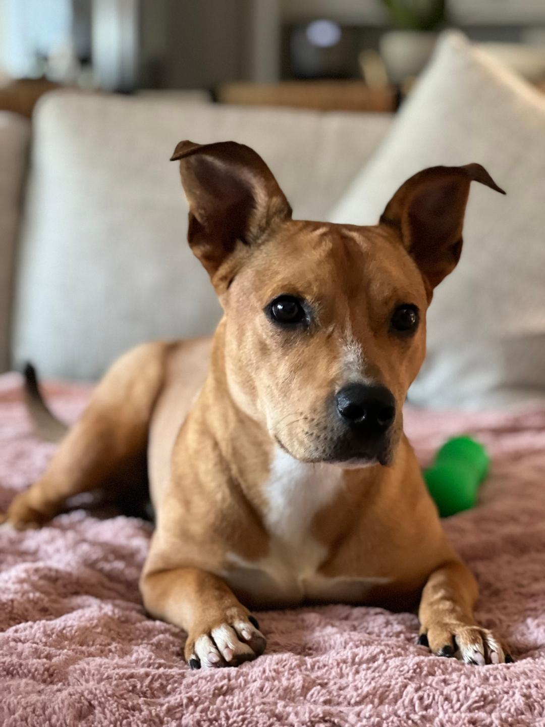 Dog for Adoption - Bucky, a Staffordshire Bull Terrier in Mckinney, TX ...