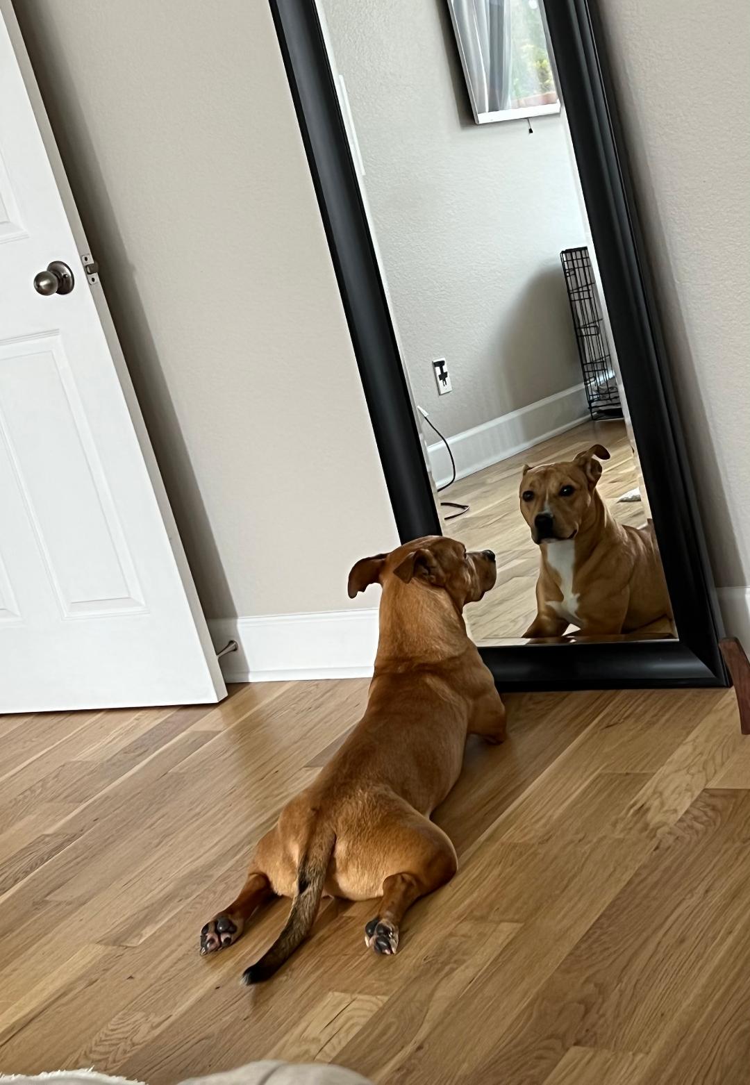 Dog for Adoption - Bucky, a Staffordshire Bull Terrier in Mckinney, TX ...