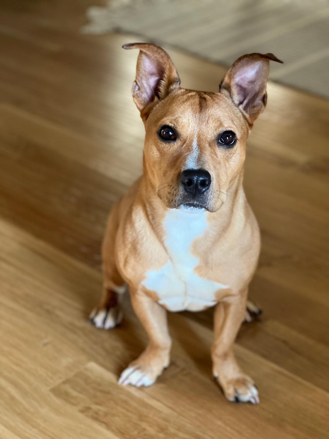 Dog for Adoption - Bucky, a Staffordshire Bull Terrier in Mckinney, TX ...
