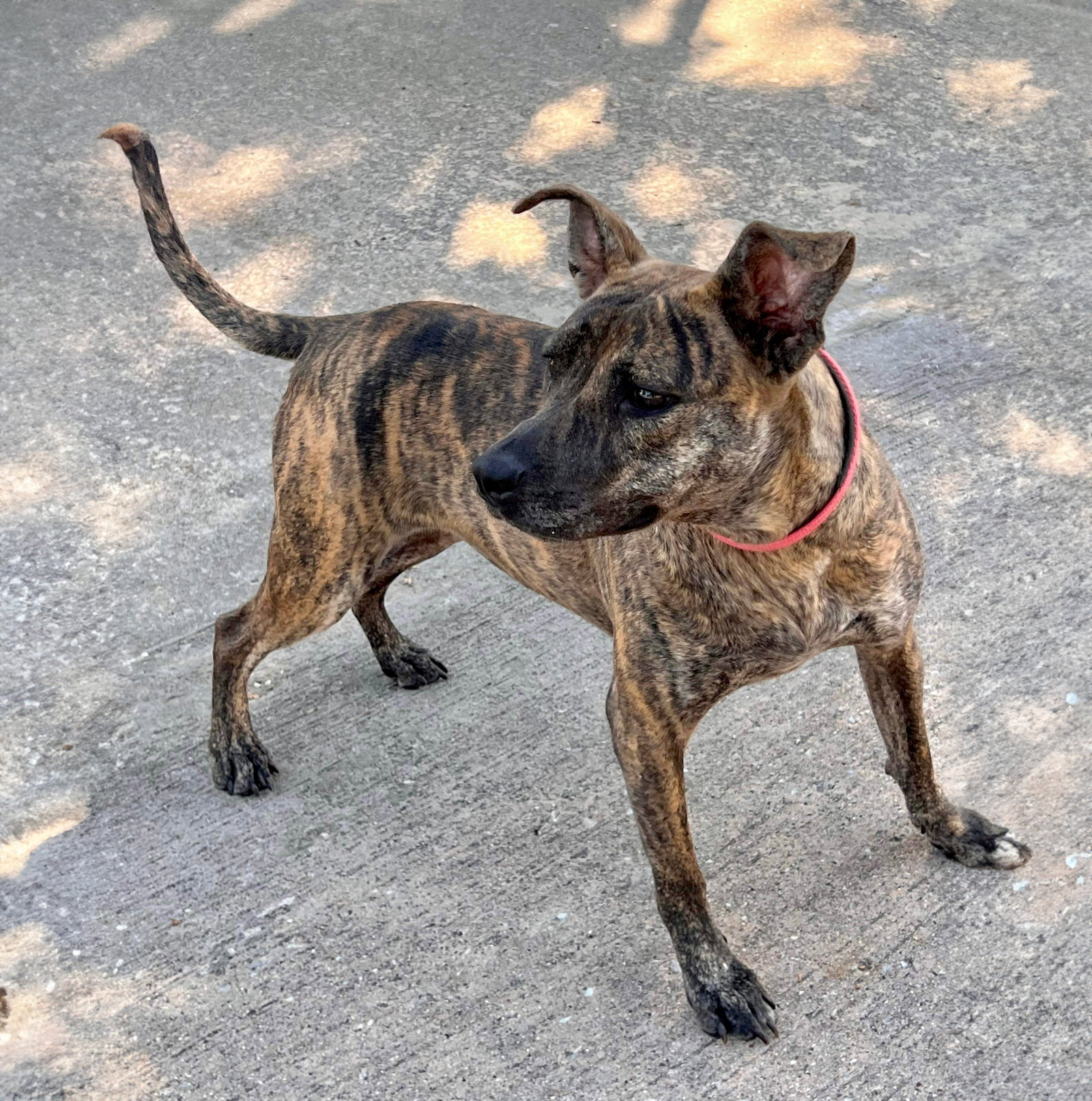 Dog adoption in McKinney, TX 75070: American Pit Bull Terrier / Plott ...