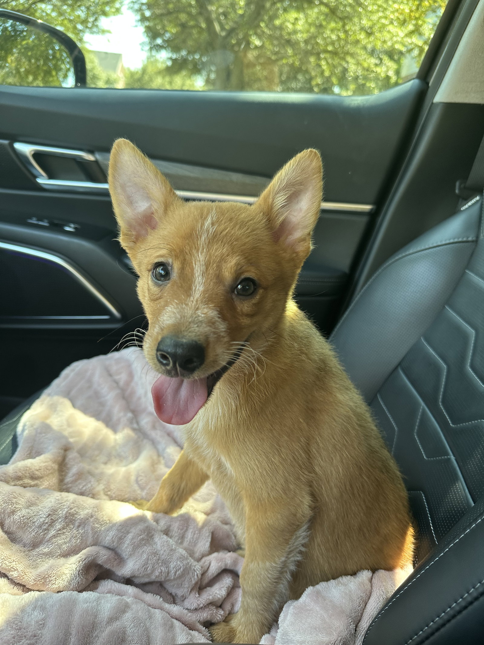 Dog for Adoption - Rocky Layfield-Bryan, a Red Heeler in Rowlett, TX ...