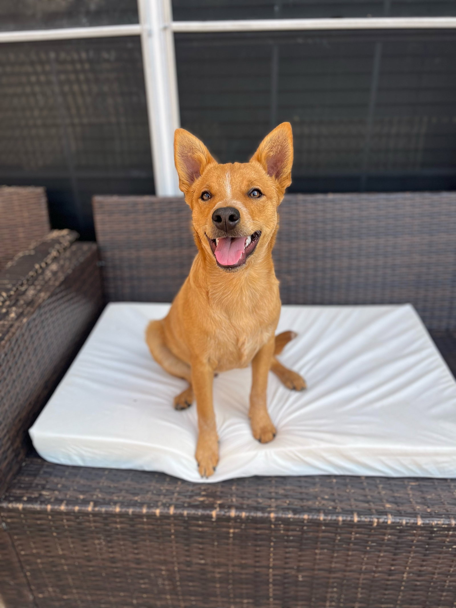 Dog for Adoption - Rocky Layfield-Bryan, a Red Heeler in Rowlett, TX ...