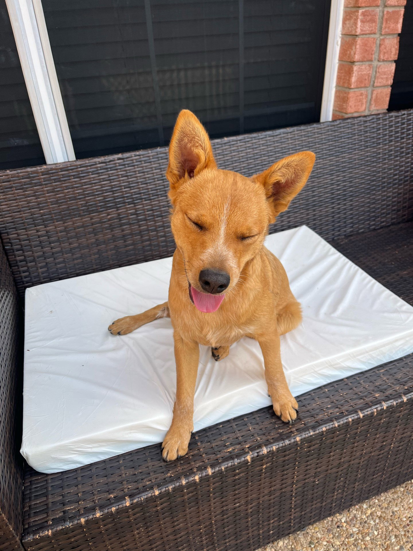 Dog for Adoption - Rocky Layfield-Bryan, a Red Heeler in Rowlett, TX ...