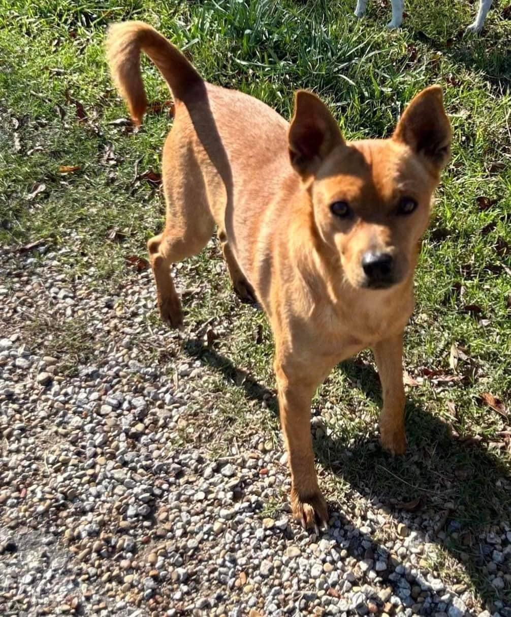 Dog for Adoption - Scrappy Doo, a Chihuahua in Whitesboro, TX | Alpha Paw