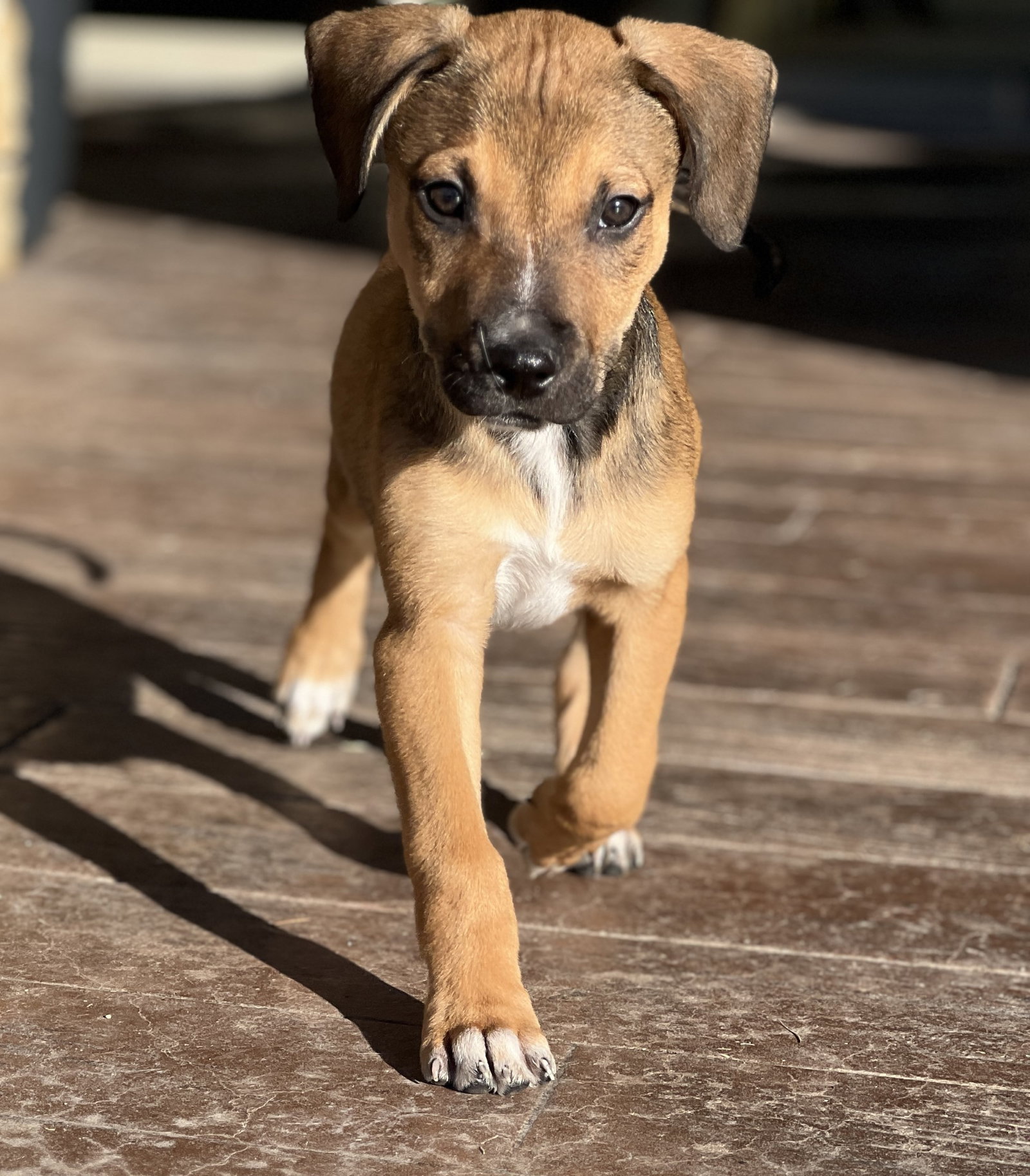 Dog for Adoption - Auguste, a Hound in Rockwall County, TX | Alpha Paw