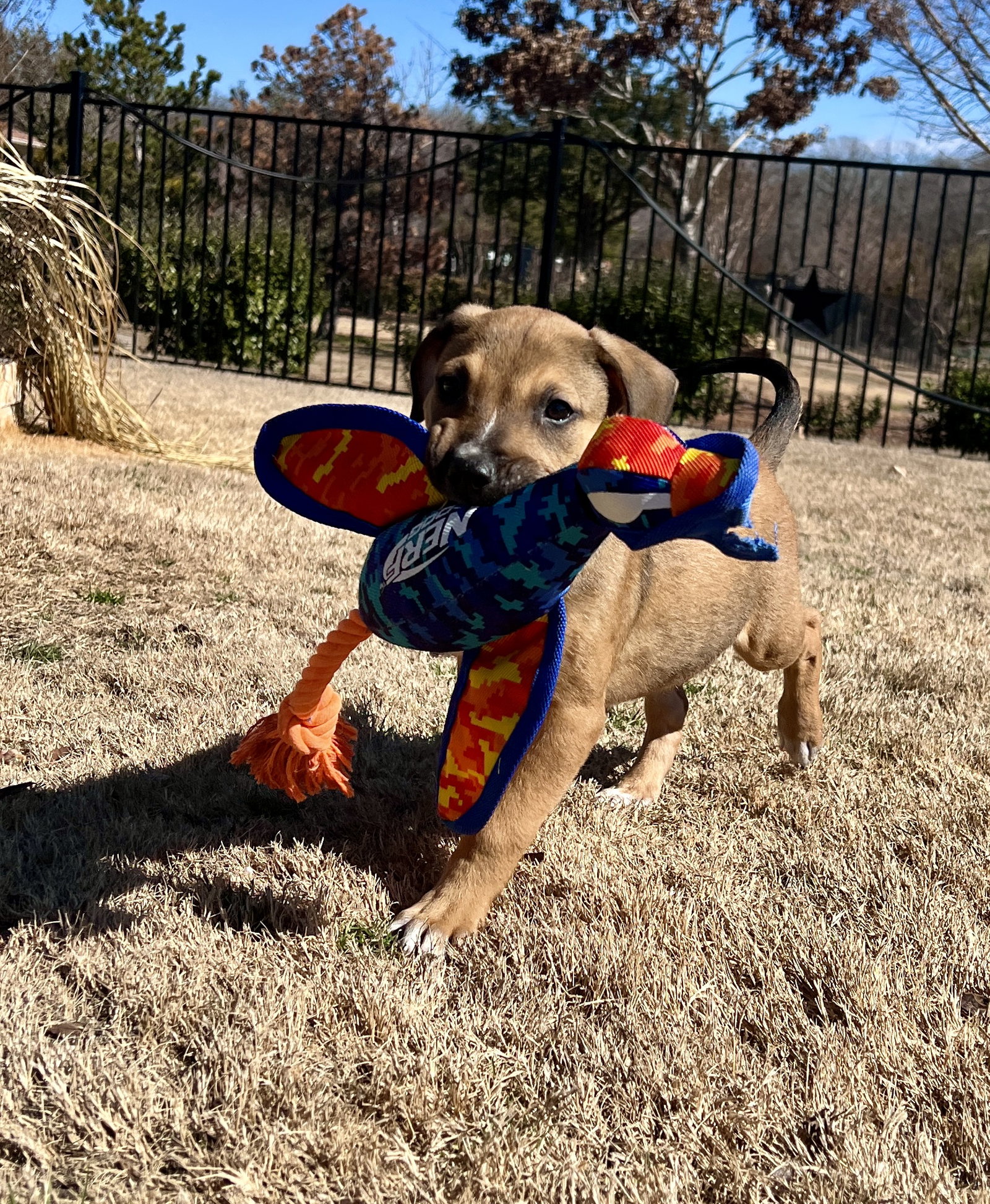 Dog for Adoption - Auguste, a Hound in Rockwall County, TX | Alpha Paw