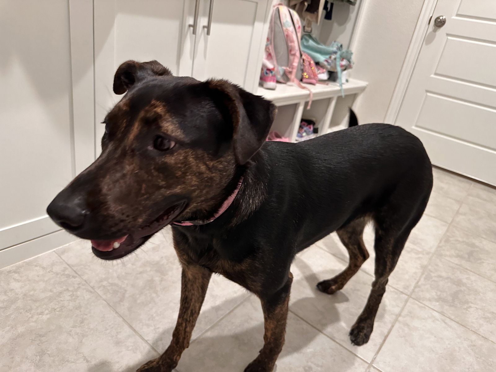 Dog for Adoption - Carley Mae, a Mountain Cur in Grayson County, TX ...