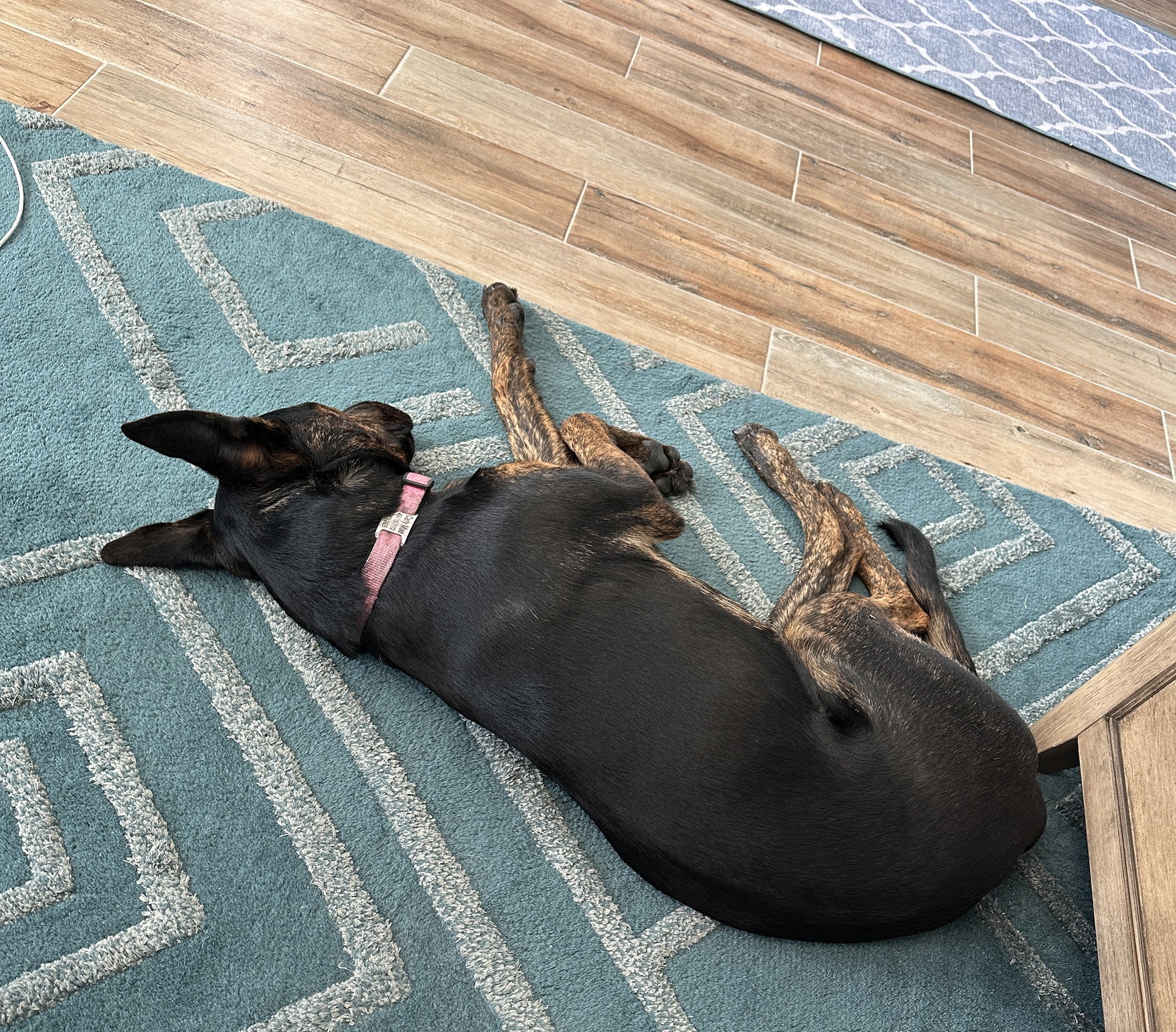 Dog for Adoption - Carley Mae, a Mountain Cur in Grayson County, TX ...