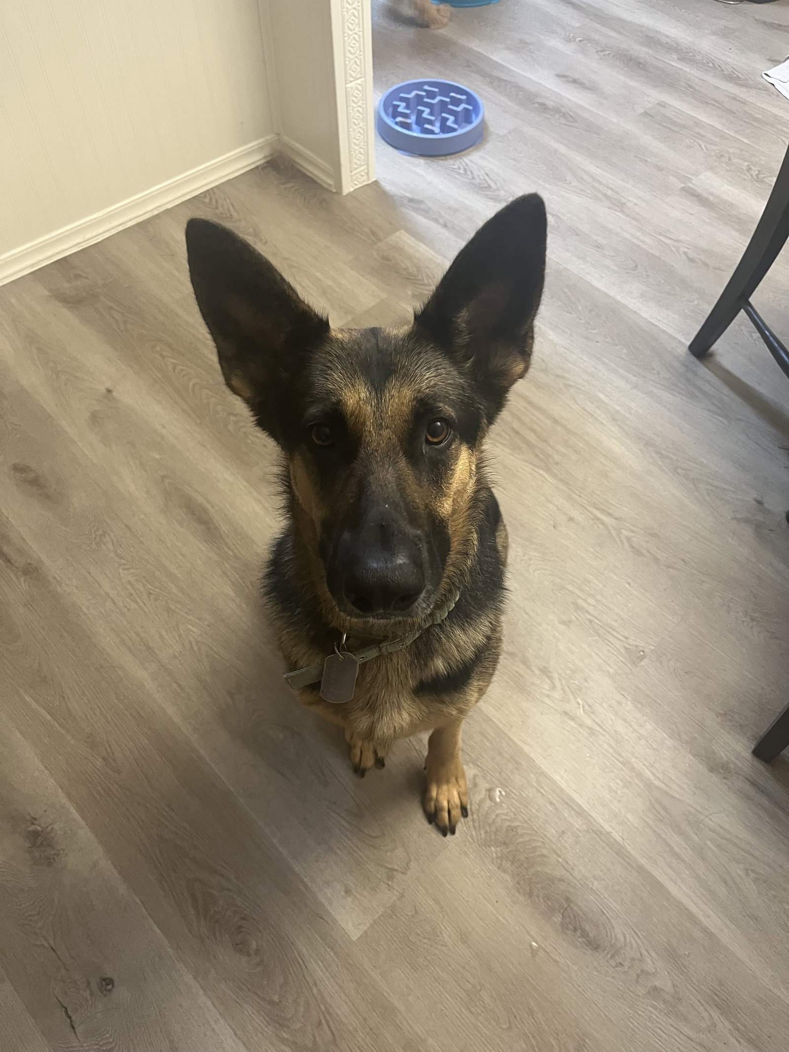 Dog for Adoption - Luna, a German Shepherd Dog in Paloma Creek, TX ...
