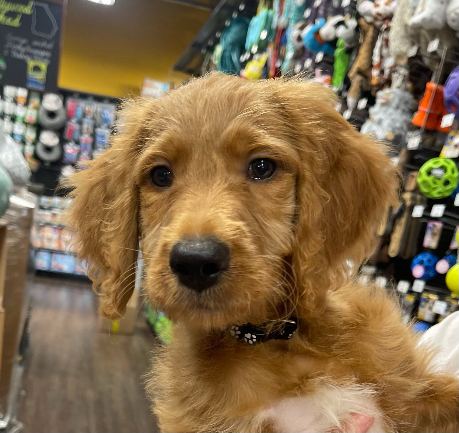 Dog for Adoption - Leo Bagacean, a Golden Retriever in Rockwall County ...