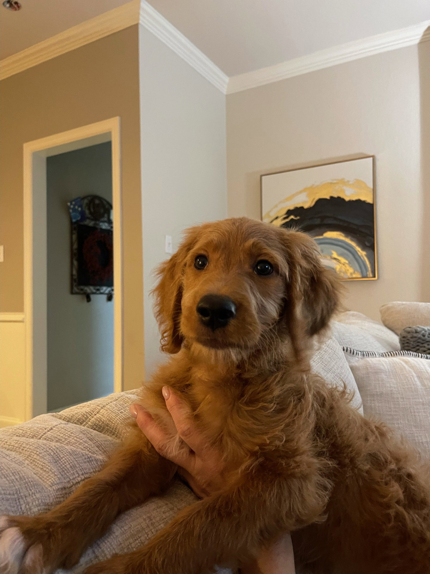 Dog for Adoption - Leo, a Golden Retriever in Rockwall County, TX ...