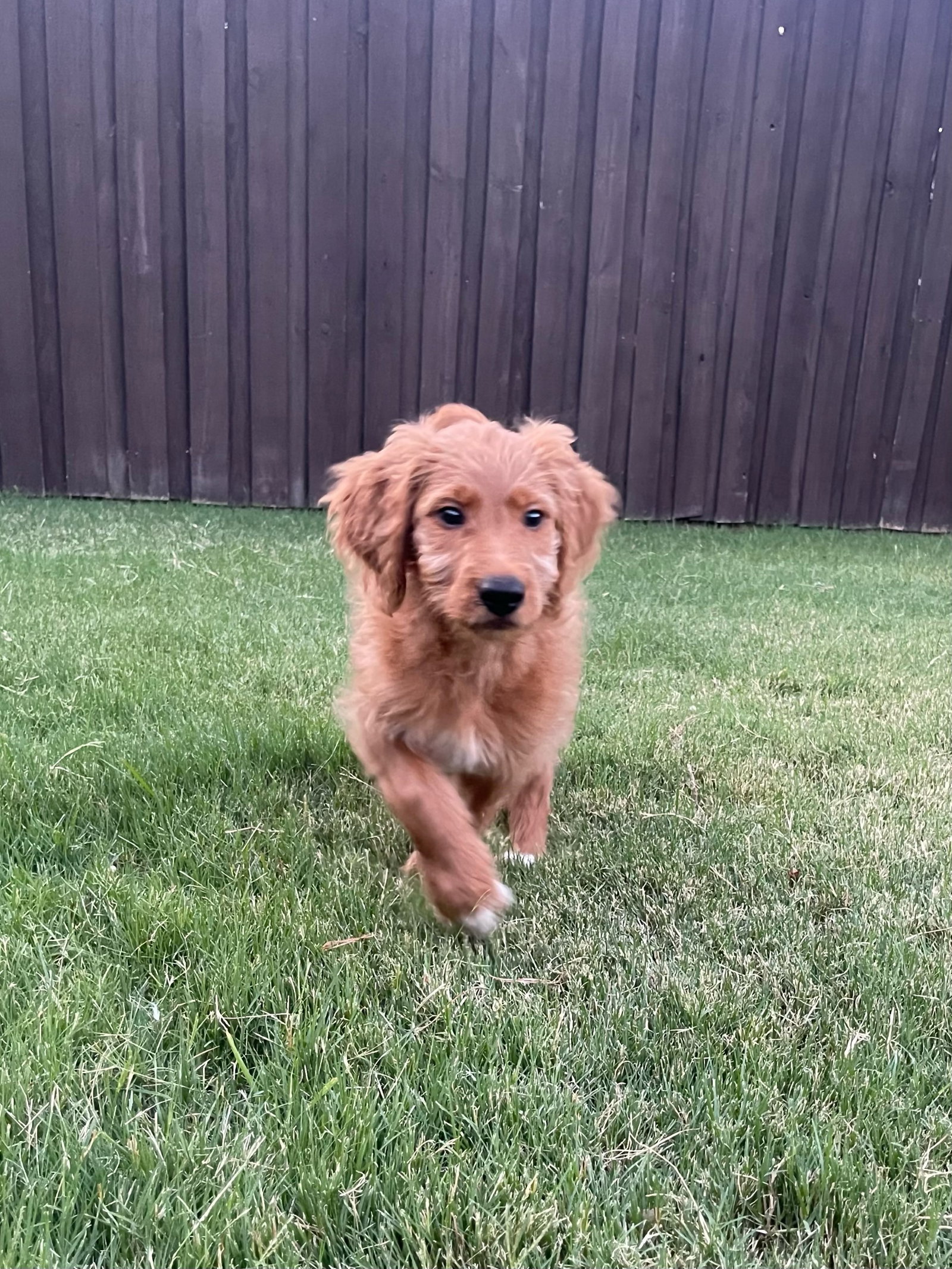 Dog for Adoption - Leo, a Golden Retriever in Rockwall County, TX | Alpha Paw