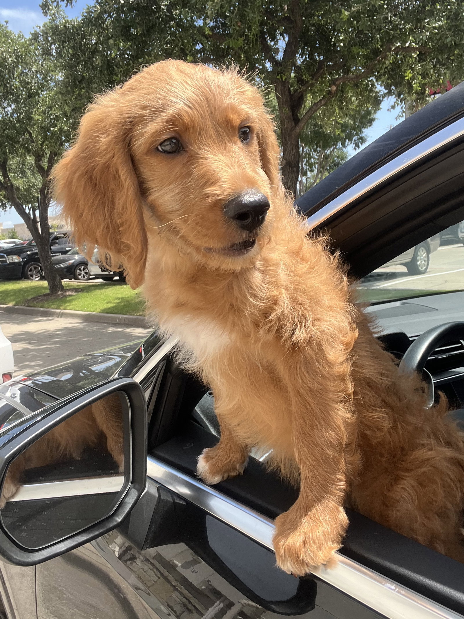 Dog for Adoption - Leo Bagacean, a Golden Retriever in Rockwall County ...