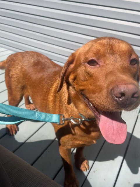 Dog for Adoption - Copper, a Labrador Retriever in Mount Laurel, NJ ...