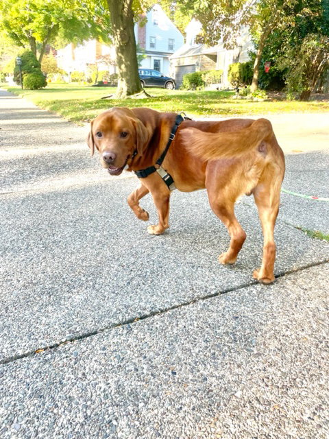 Dog for Adoption - Copper, a Labrador Retriever in Mount Laurel, NJ ...