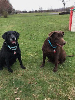 Dog adoption in Warrington, PA 18976: Labrador Retriever (short coat ...