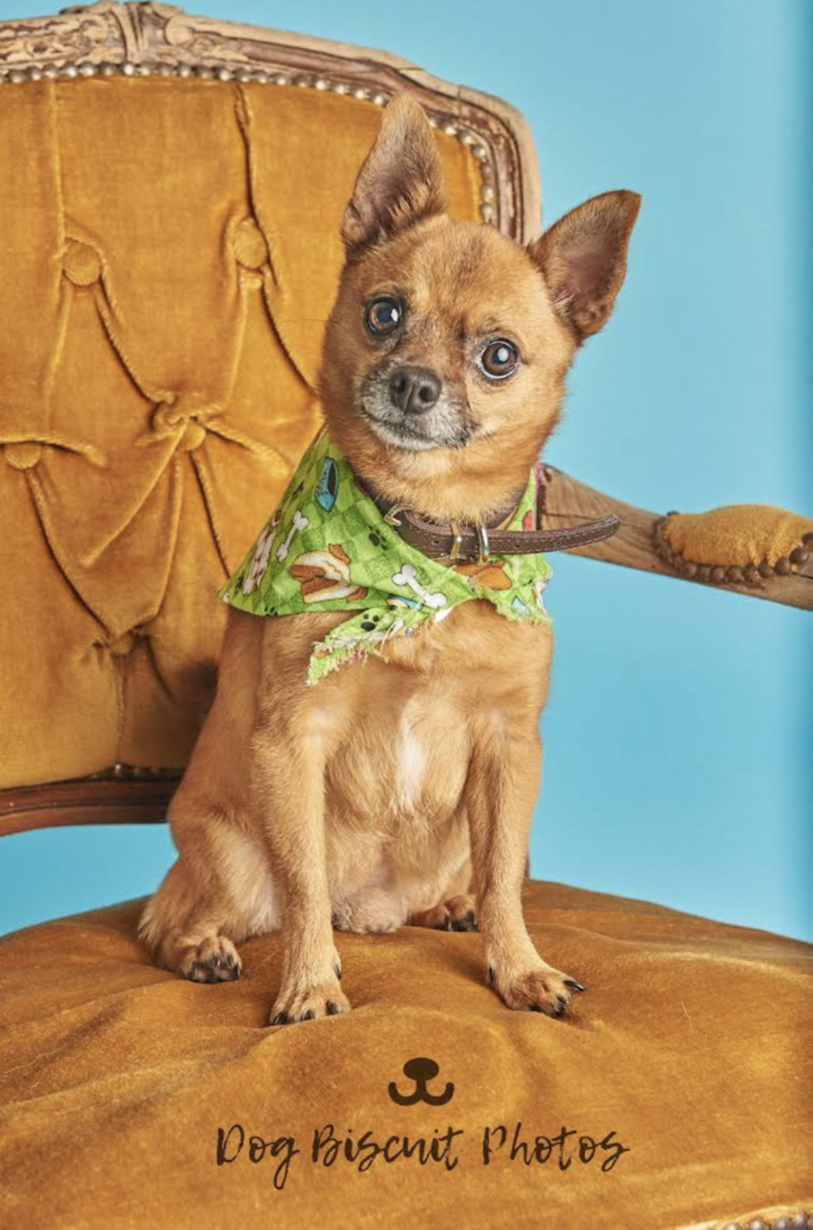 Dog for Adoption - Nubbin, a Chihuahua in Rockwall County, TX | Alpha Paw