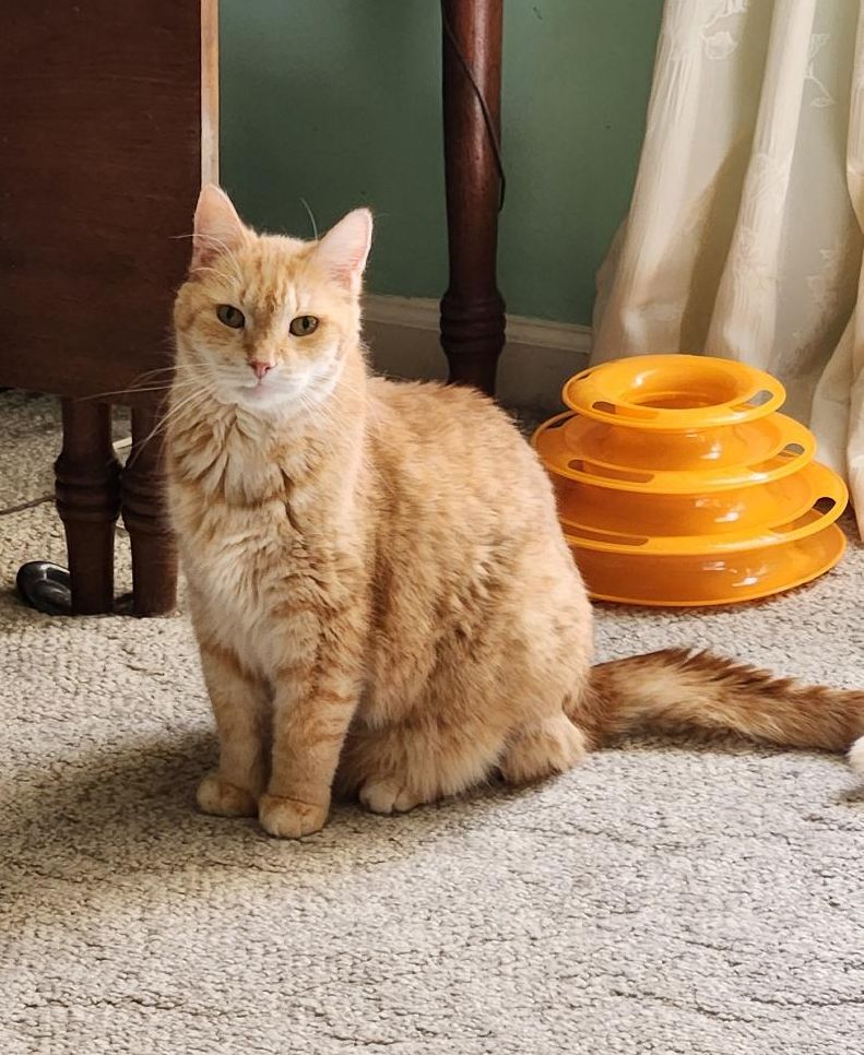 Cat adoption in Harrisonburg, VA 22801: Domestic Short Hair / Tabby ...